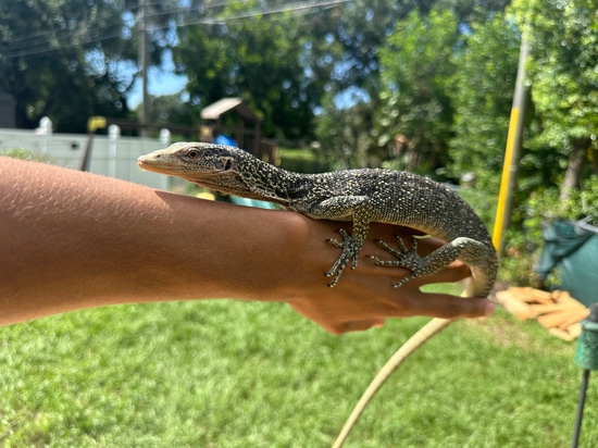 1.1 V. Boehmei Golden-Spotted Tree Monitor by SpotLyfe Exotics