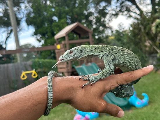 LTC Proven Male Kordensis Biak Tree Monitor by SpotLyfe Exotics