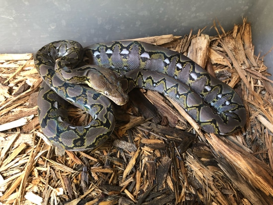 50%Sd Anery Reticulated Python by Shaw Reptiles