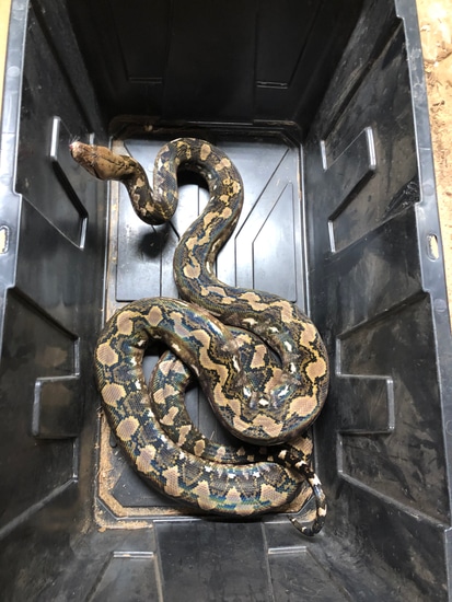 50% Kalatoa Super Dwarf Black Pastel Het For Purple Albino Reticulated ...