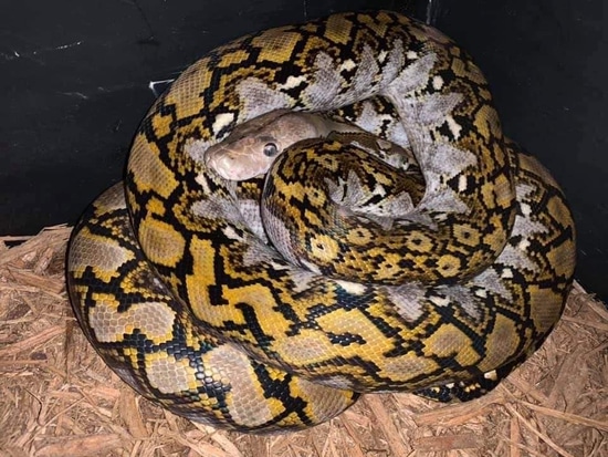 75% Super Dwarf Het Anery Poss Het Snow Reticulated Python by Shaw Reptiles
