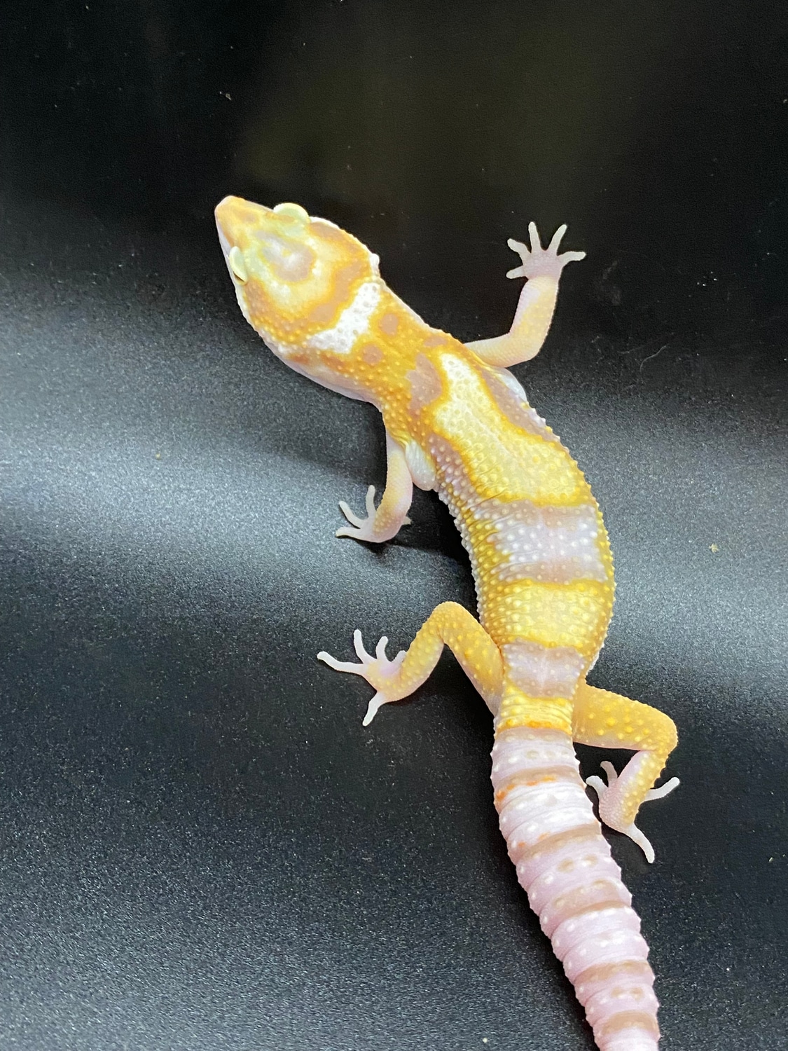 TSF Light Contrast Mack Snow Raptor Tang Leopard Gecko by S&L Chaotic ...