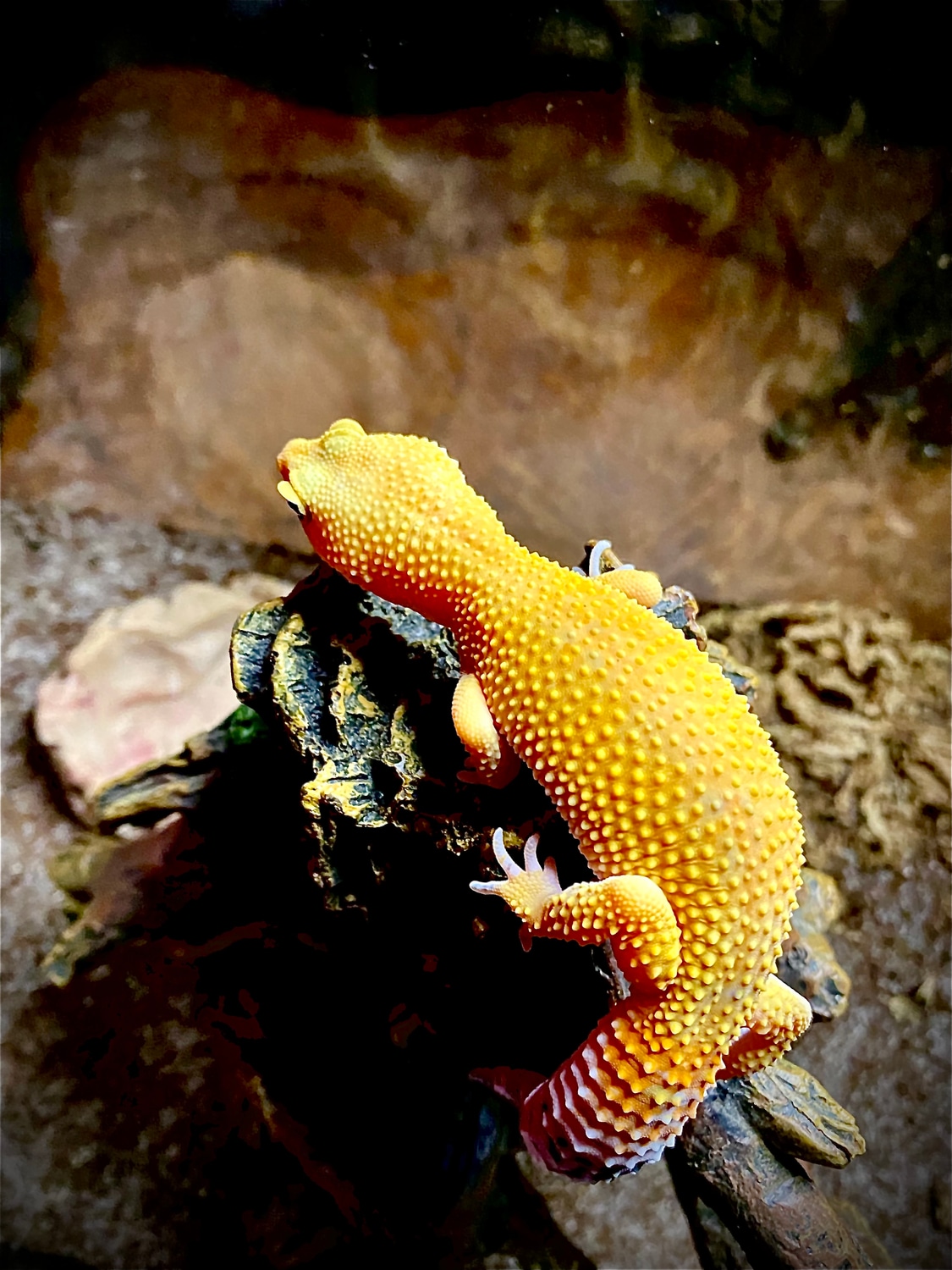 SHTCTB 100% Het Rainwater Leopard Gecko by S&L Chaotic Exotics ...