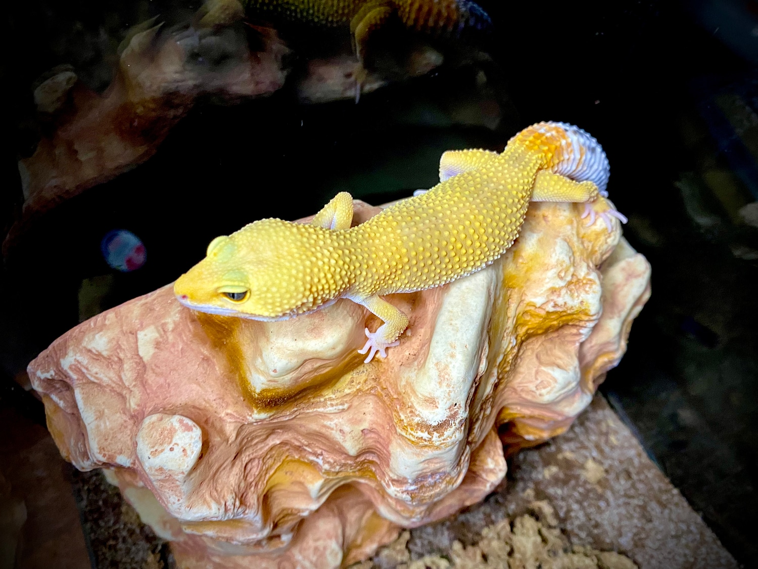 SHTCTB 100% Het Rainwater Leopard Gecko by S&L Chaotic Exotics ...