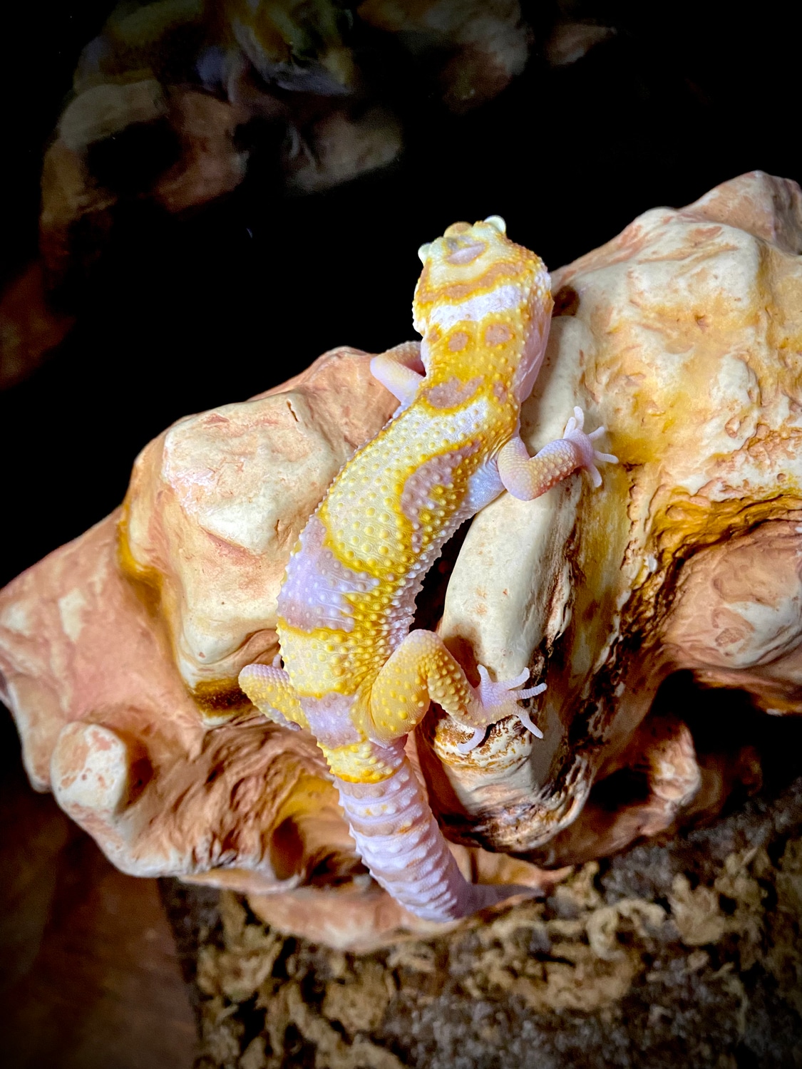 TSF Light Contrast Mack Snow Raptor Tang Leopard Gecko by S&L Chaotic ...