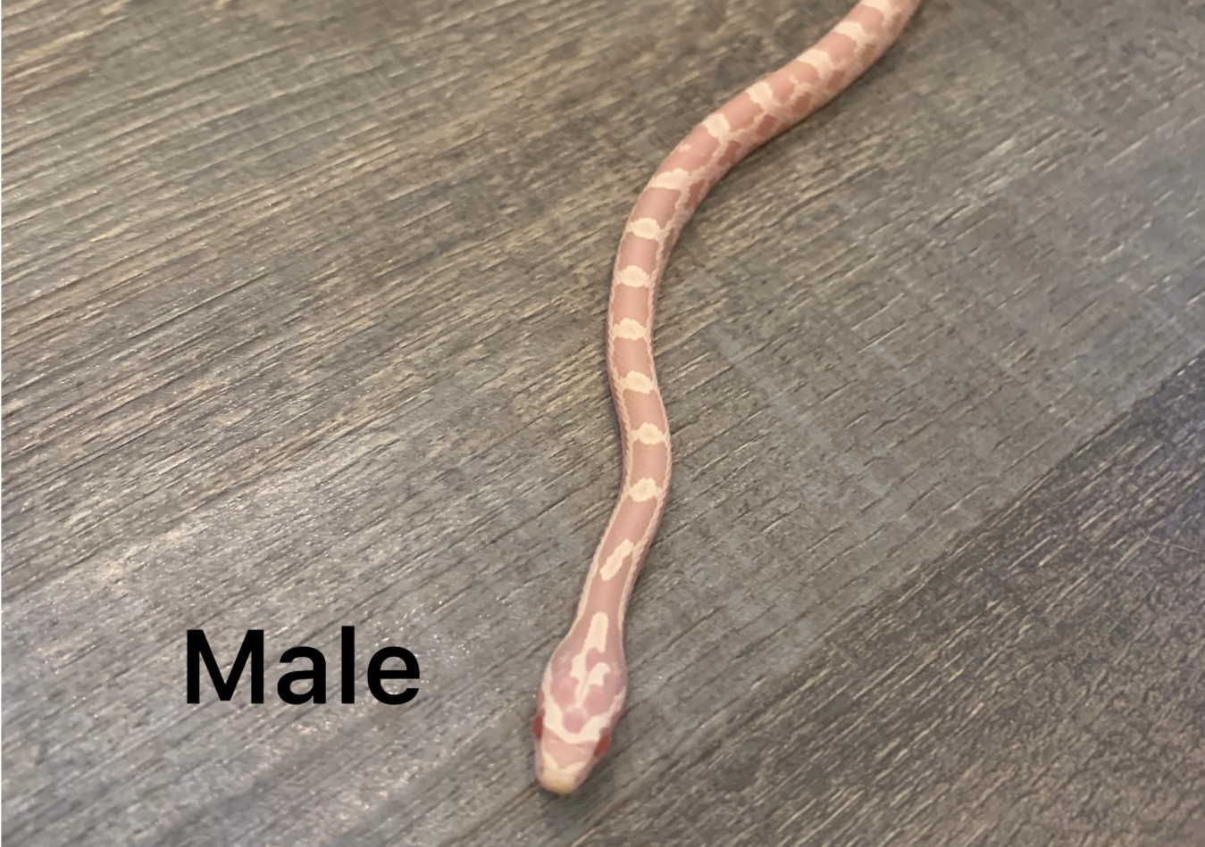 Bubblegum Snow Corn Snake by Slick snakes - MorphMarket
