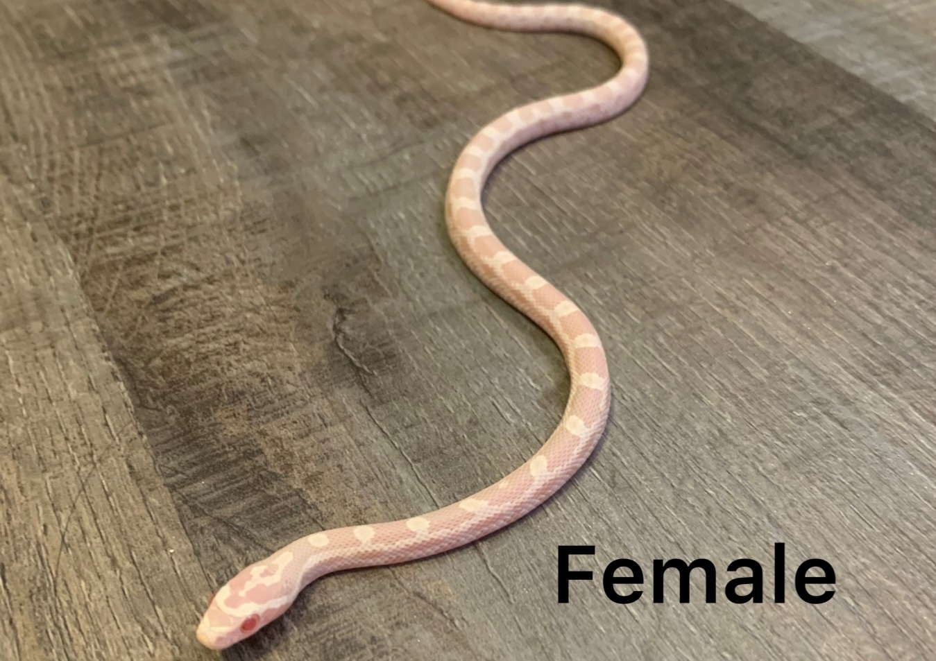 Bubblegum Snow Corn Snake by Slick snakes - MorphMarket