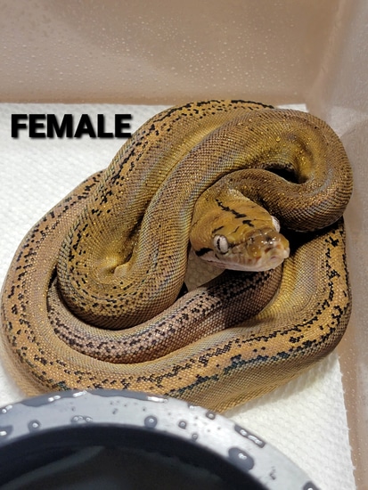 2021 Female Platinum Goldenchild Het White Or Caramel Reticulated ...