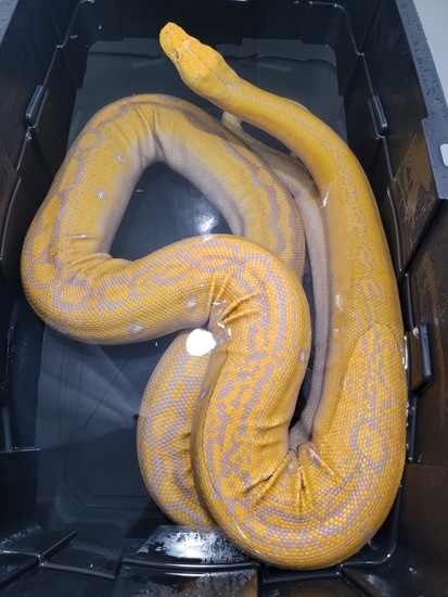 2015 Male Purple Goldenchild Reticulated Python by AM Retics