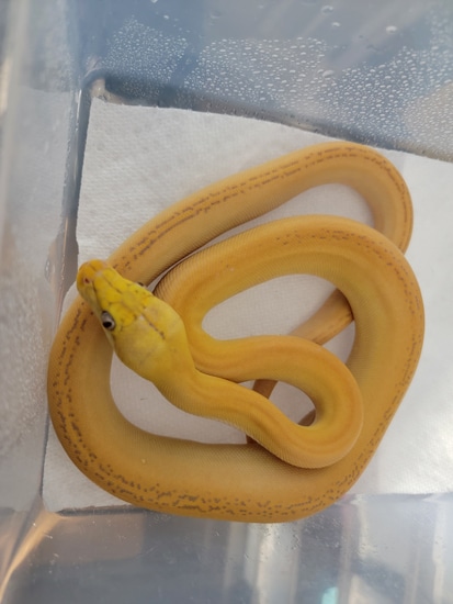 2021 Male Orange Glow Platinum Phantom Goldenchild Het Purple ...
