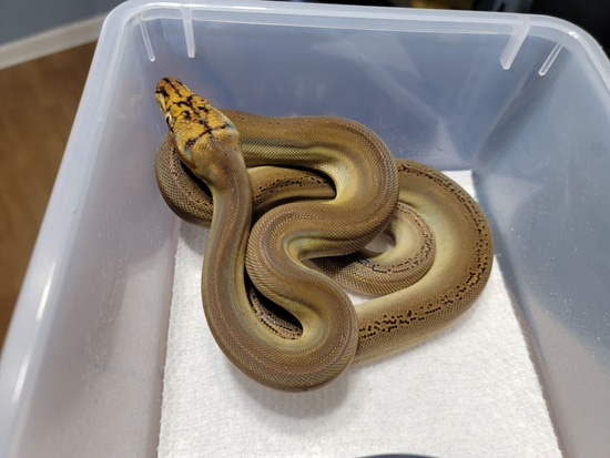 2021 Male Phantom GC Het White Or Caramel Reticulated Python by AM Retics