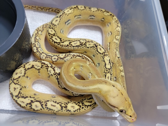 2021 Female Platinum Phantom Het White Or Caramel Reticulated Python by ...