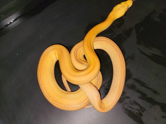 2021 Female Orange Glow Phantom Goldenchild Het Purple Reticulated ...