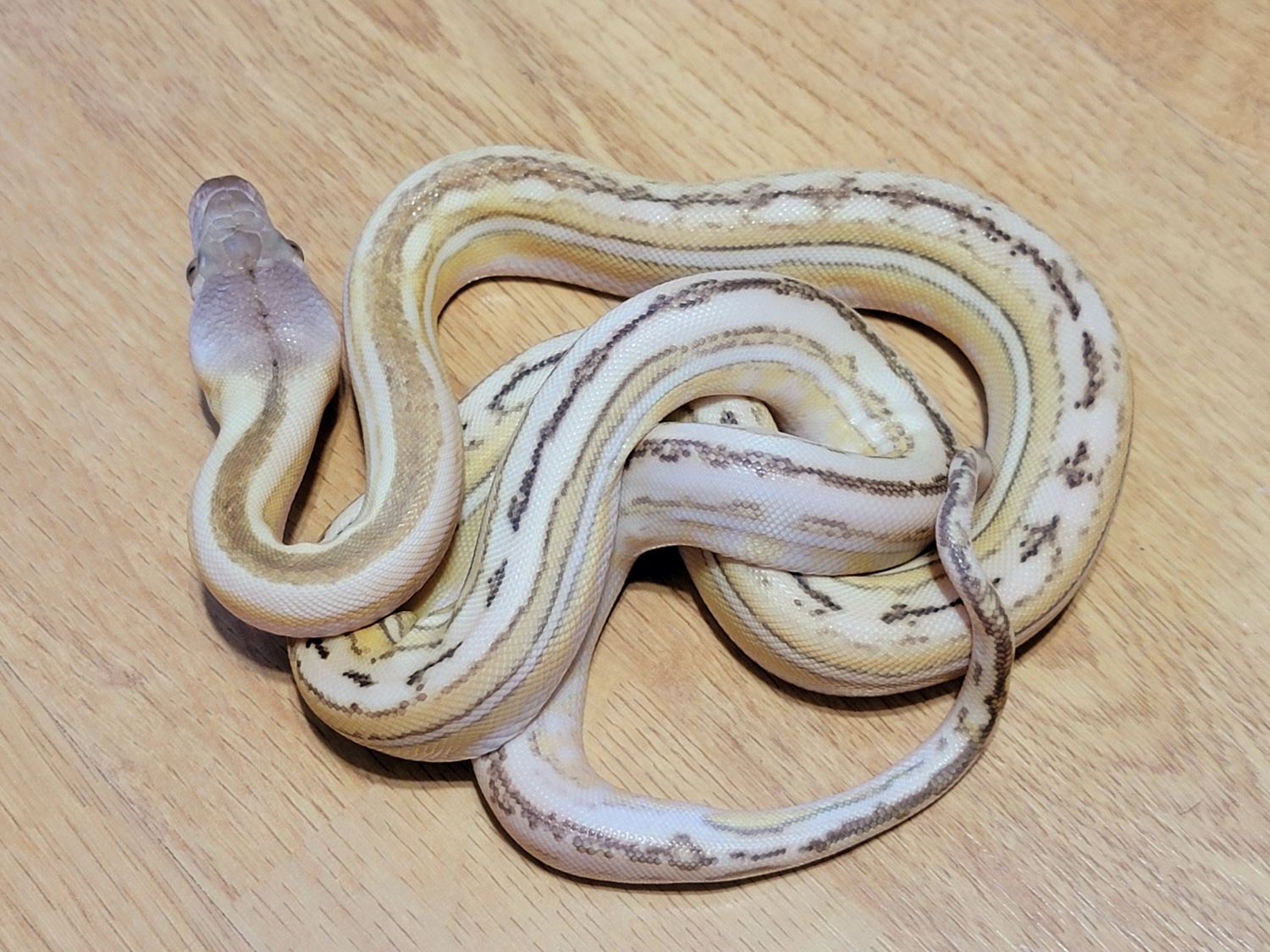 Female Platinum Phantom Tiger 50% Het Purple Reticulated Python by AM ...