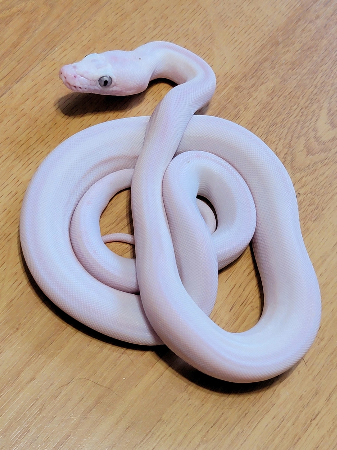 2022 Female GC Tiger Cow 50% Het Purple Pos Platinum Reticulated Python ...