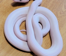 2022 Female GC Tiger Cow 50% Het Purple Pos Platinum Reticulated Python ...