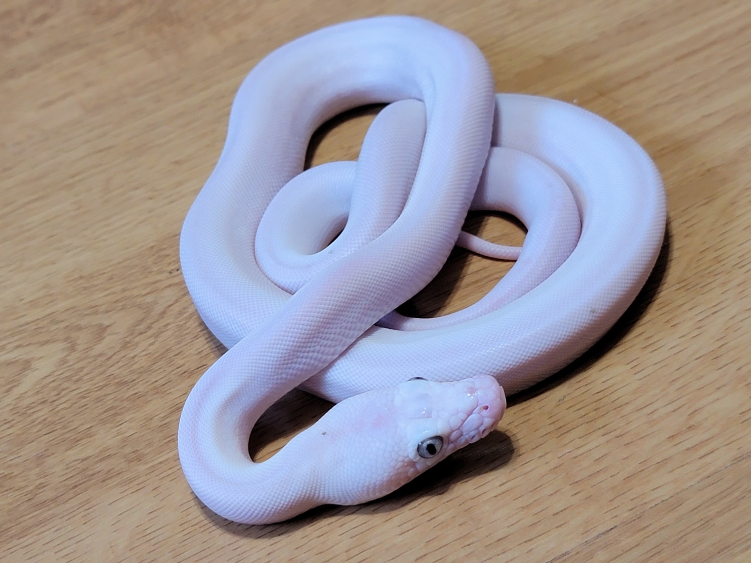 2022 Female GC Tiger Cow 50% Het Purple Pos Platinum Reticulated Python ...