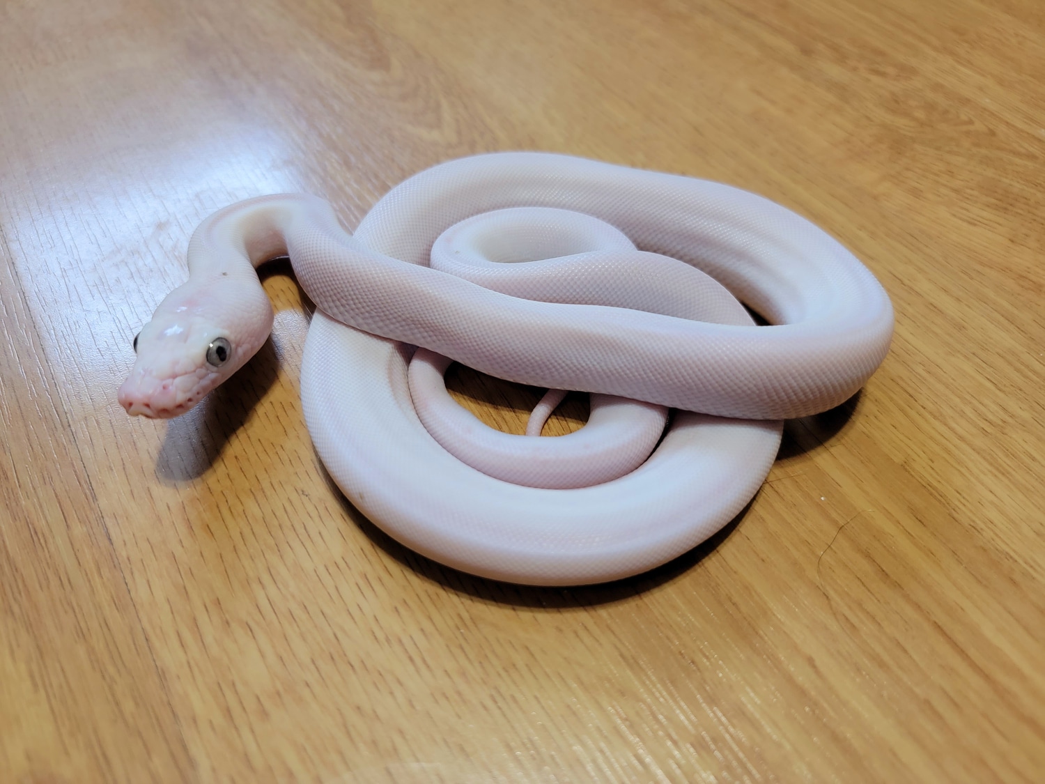 2022 Female GC Tiger Cow 50% Het Purple Pos Platinum Reticulated Python ...