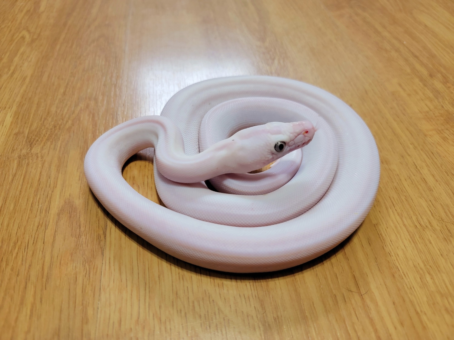 2022 Female GC Tiger Cow 50% Het Purple Pos Platinum Reticulated Python ...