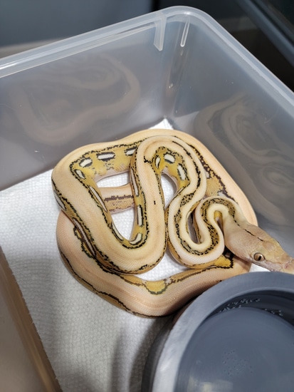2022 Pair Platinum Tiger Pos HOGS Pos Het Purple Reticulated Python by ...