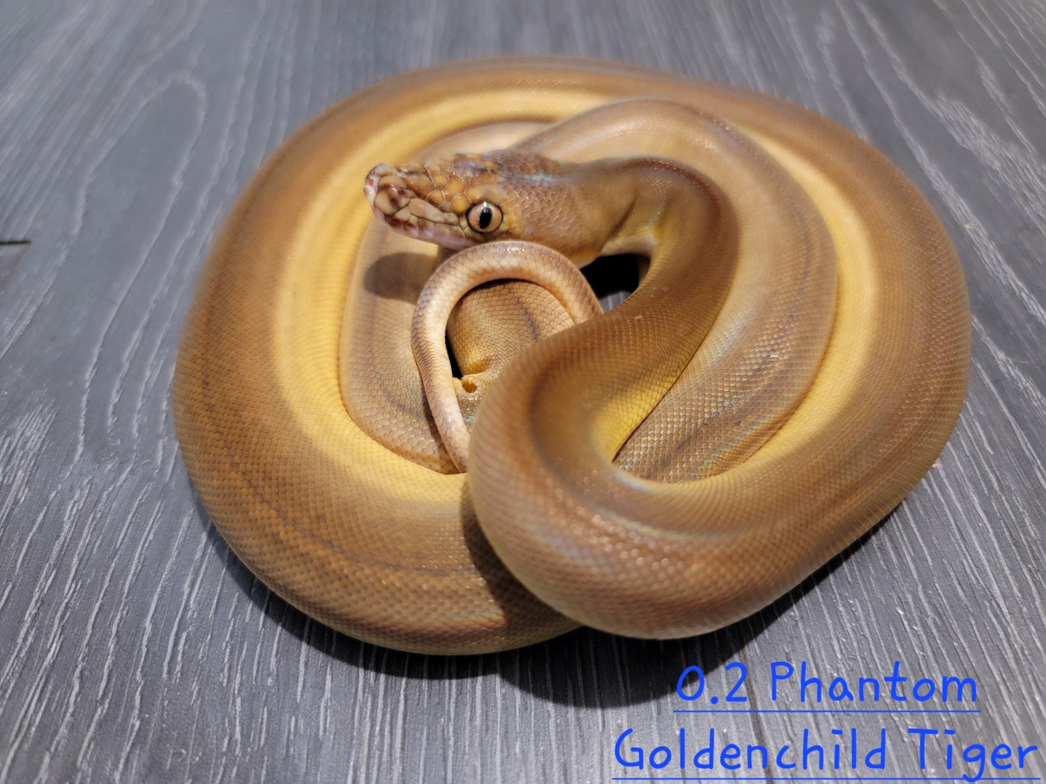 2022 Phantom Goldenchild Tiger 50% Het Purple Reticulated Python by AM ...