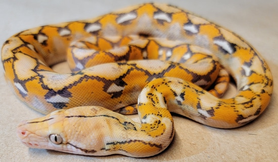 2023 Male Orange Glow PARADOX Pos Citron Reticulated Python by AM Retics
