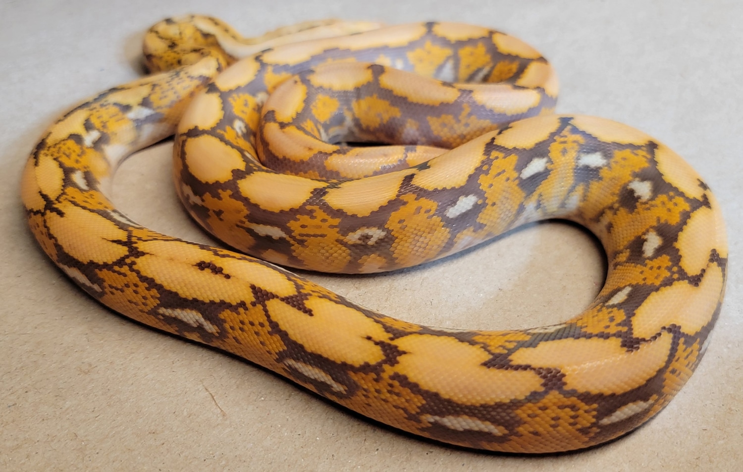 2023 Orange Glow Tiger Pos Citron Reticulated Python by AM Retics ...