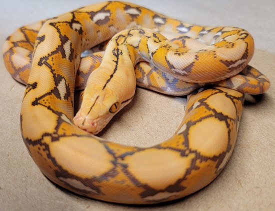 2023 Female Orange Glow Pos Citron Reticulated Python by AM Retics