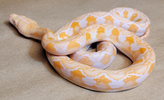 2023 Male White Citron Reticulated Python by AM Retics