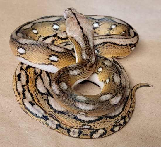 2023 Female Motley Tiger Het White/Caramel Pos Citron Reticulated ...