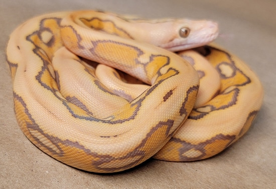 2023 Male Orange Glow SunTiger Pos Citron Reticulated Python by AM Retics