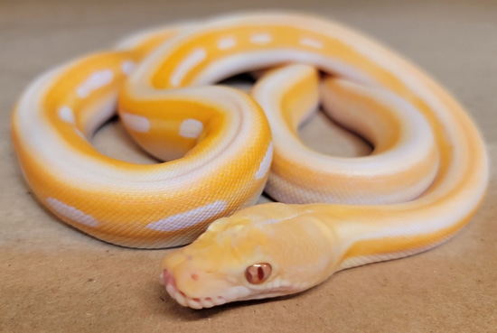 2023 Male White Titanium Reticulated Python by AM Retics