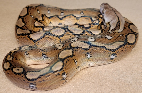 2023 Female Motley Het White/Caramel Pos Citron Reticulated Python by ...