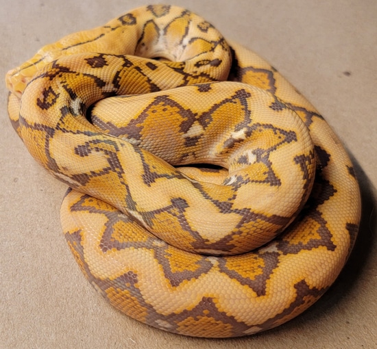 2023 Male Orange Glow Pos Citron Reticulated Python by AM Retics