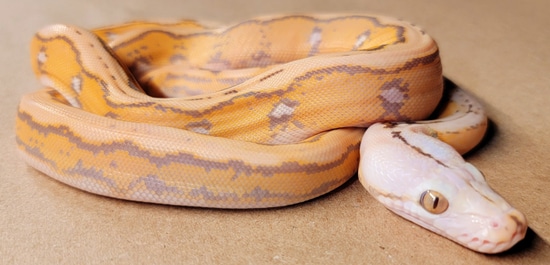 2023 Male Orange Glow Motley Tiger Pos Citron Reticulated Python by AM ...