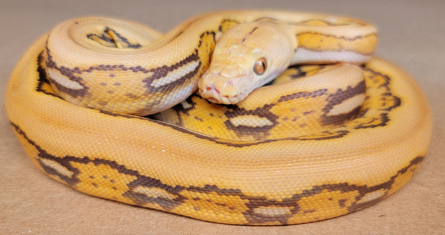 2023 Male Caramel Suntiger Pos Citron Reticulated Python by AM Retics ...