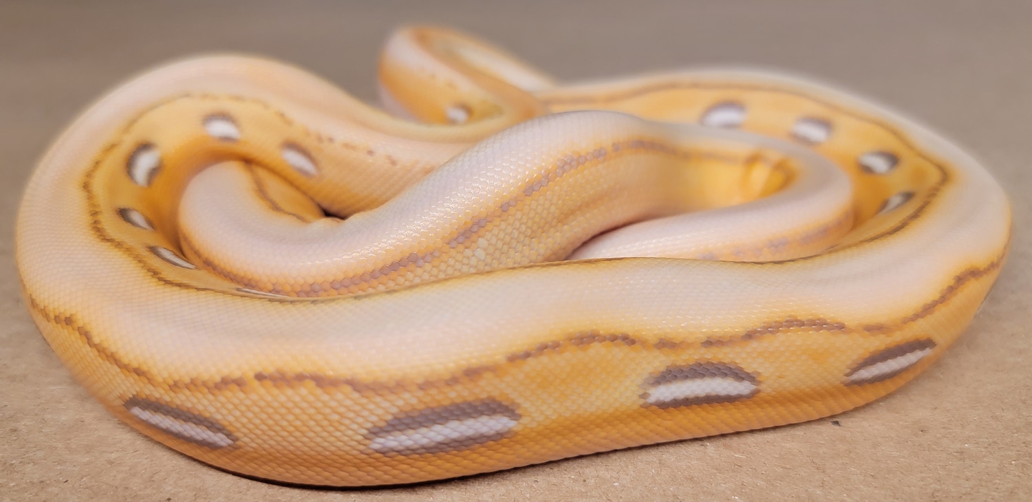 2023 Female Orange Glow Titanium Reticulated Python by AM Retics ...
