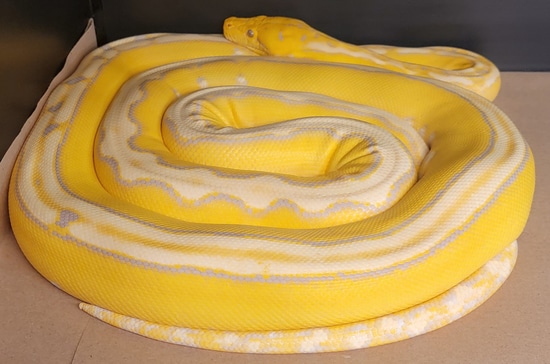 2022 Female Orange Glow Marble Sunfire Platinum Reticulated Python by ...
