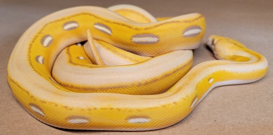 HOLDBACK 2023 Female OG Titanium Reticulated Python by AM Retics