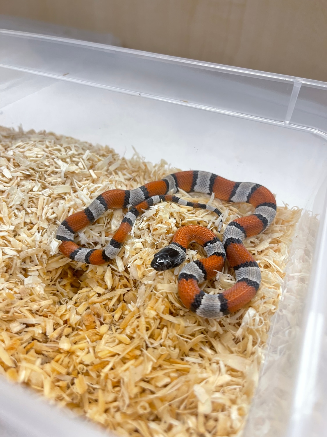 Grey Banded King Snake Gray-Banded Kingsnake by Slitherin Reptiles Ltd ...