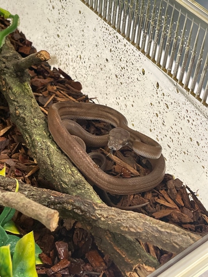 Tanimbar Scrub Python Male by Slitherin Reptiles Ltd