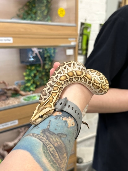 Hypo Het Albino Female Burmese Python by Slitherin Reptiles Ltd