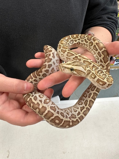 Hypo Het Albino Female Burmese Python by Slitherin Reptiles Ltd