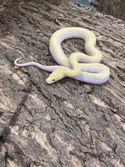 Ivory Burmese Python by Slitherin Reptiles Ltd
