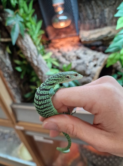 CB Green Tree Monitor by Slitherin Reptiles Ltd