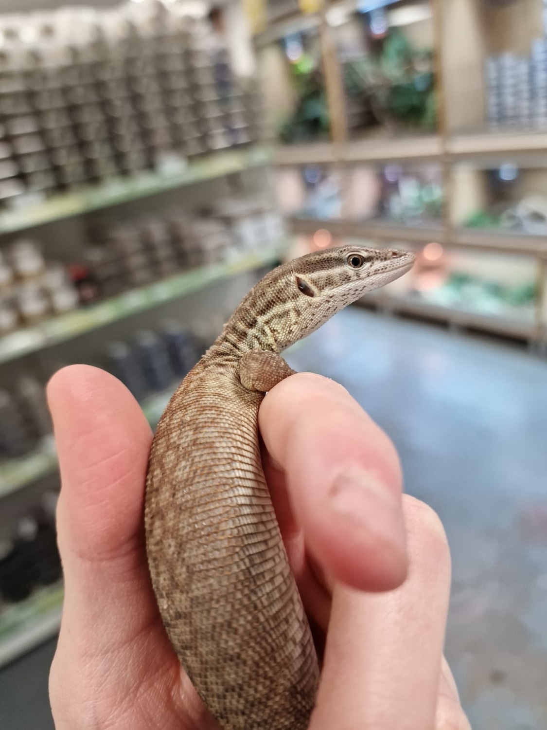 Red Ackie Spiny-Tailed Monitor by Slitherin Reptiles Ltd - MorphMarket