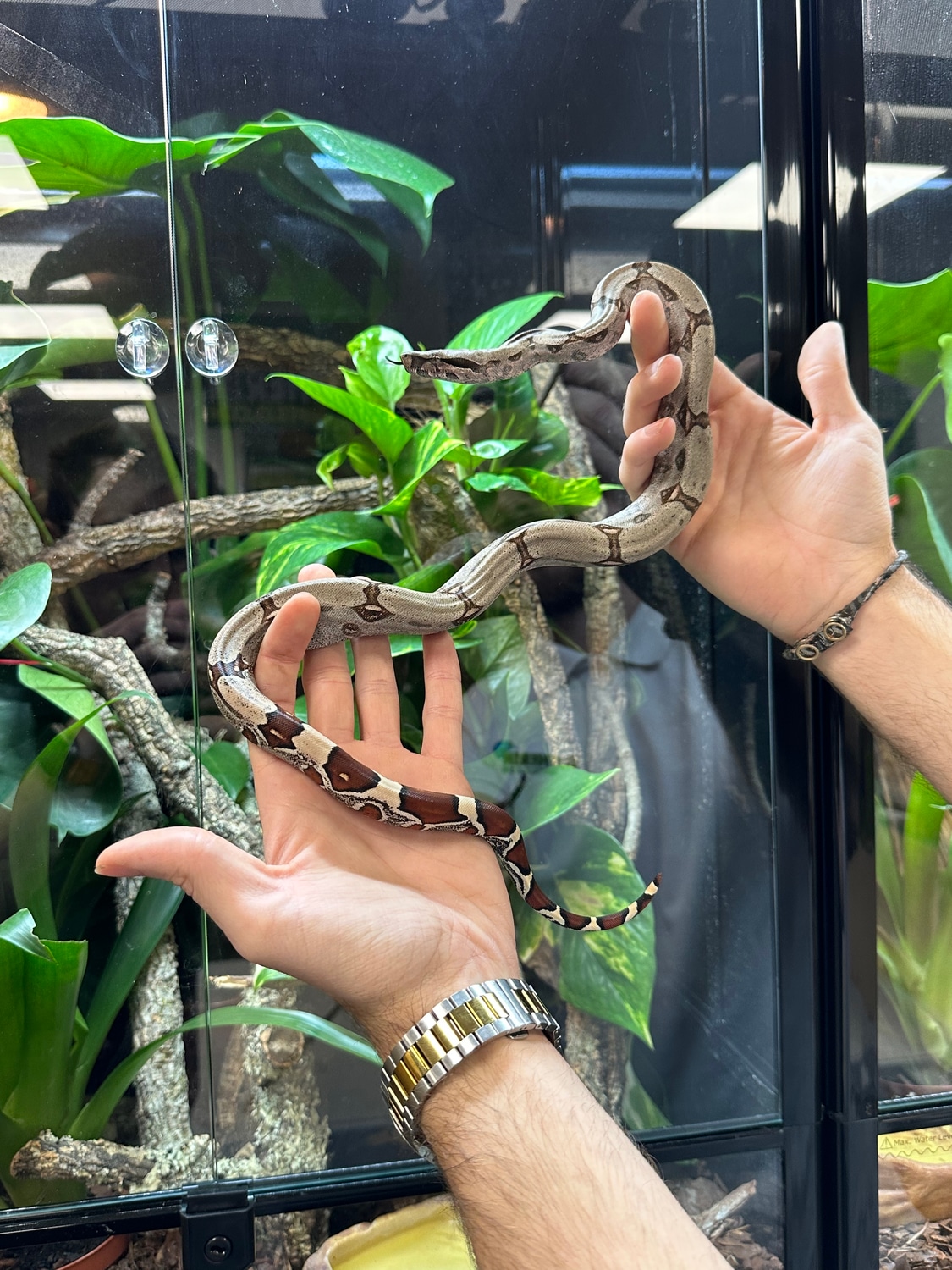 True Suriname True Red-tailed Boa Constrictor by Slitherin Reptiles Ltd ...