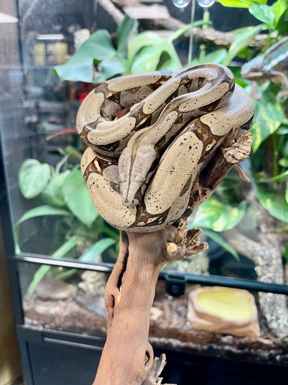 Pure Suriname Red Tailed Boa (BCC) Male True Red-Tailed Boa Constrictor ...