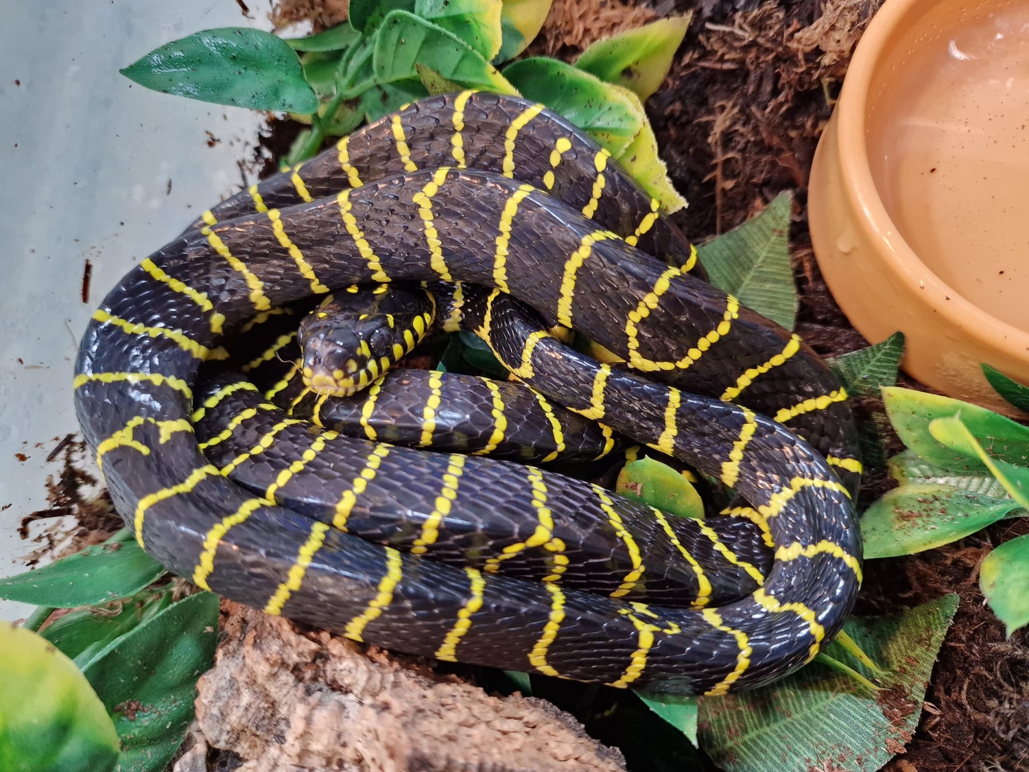Palawan Mangrove Snake Boiga Dendrophila Multicincta More Colubrid by ...