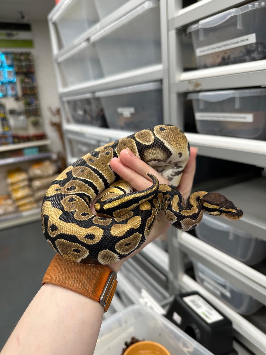 Normal Het Clown Ball Python by Slitherin Reptiles Ltd - MorphMarket
